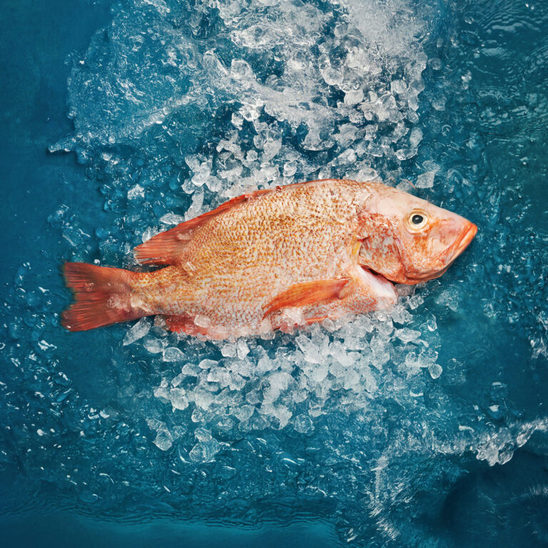 Red Snapper GG Whole | Singapore Farm | Straits Market